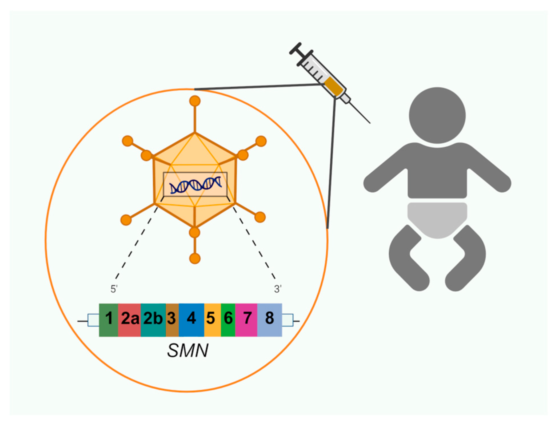 Managing Spinal Muscular Atrophy: A Look at the Biology and Treatment ...