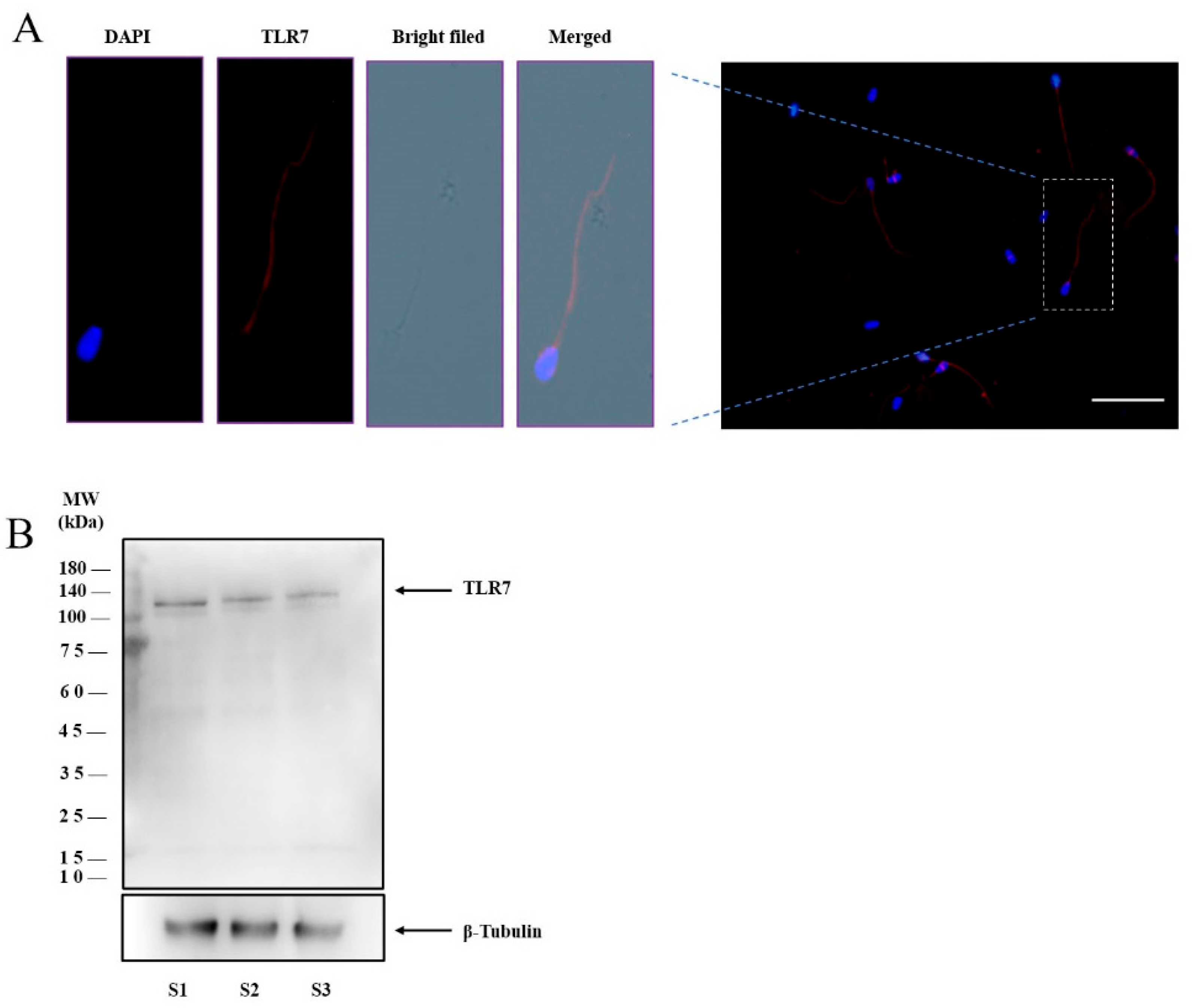 Imiquimod (R837), a TLR7-Specific Agonist, Regulates Boar Sperm ...