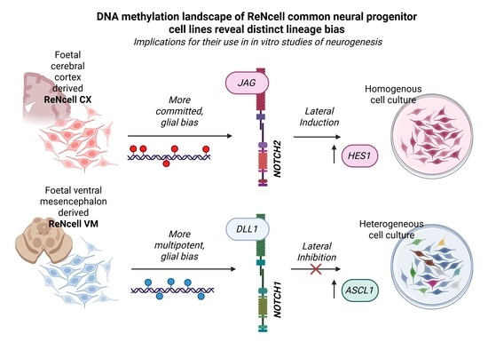 DNA Methylation Landscape of ReNcell Common Neural Progenitor Cell ...