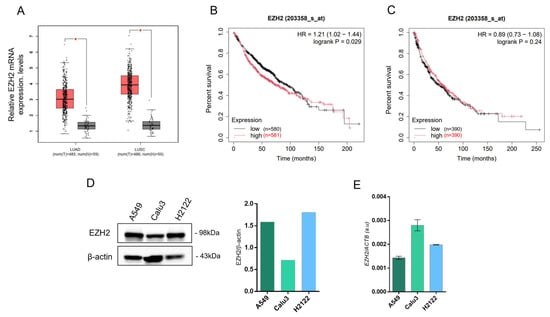 Dual Effect of EZH2 Gene Editing with CRISPR/Cas9 in Lung Cancer | MDPI