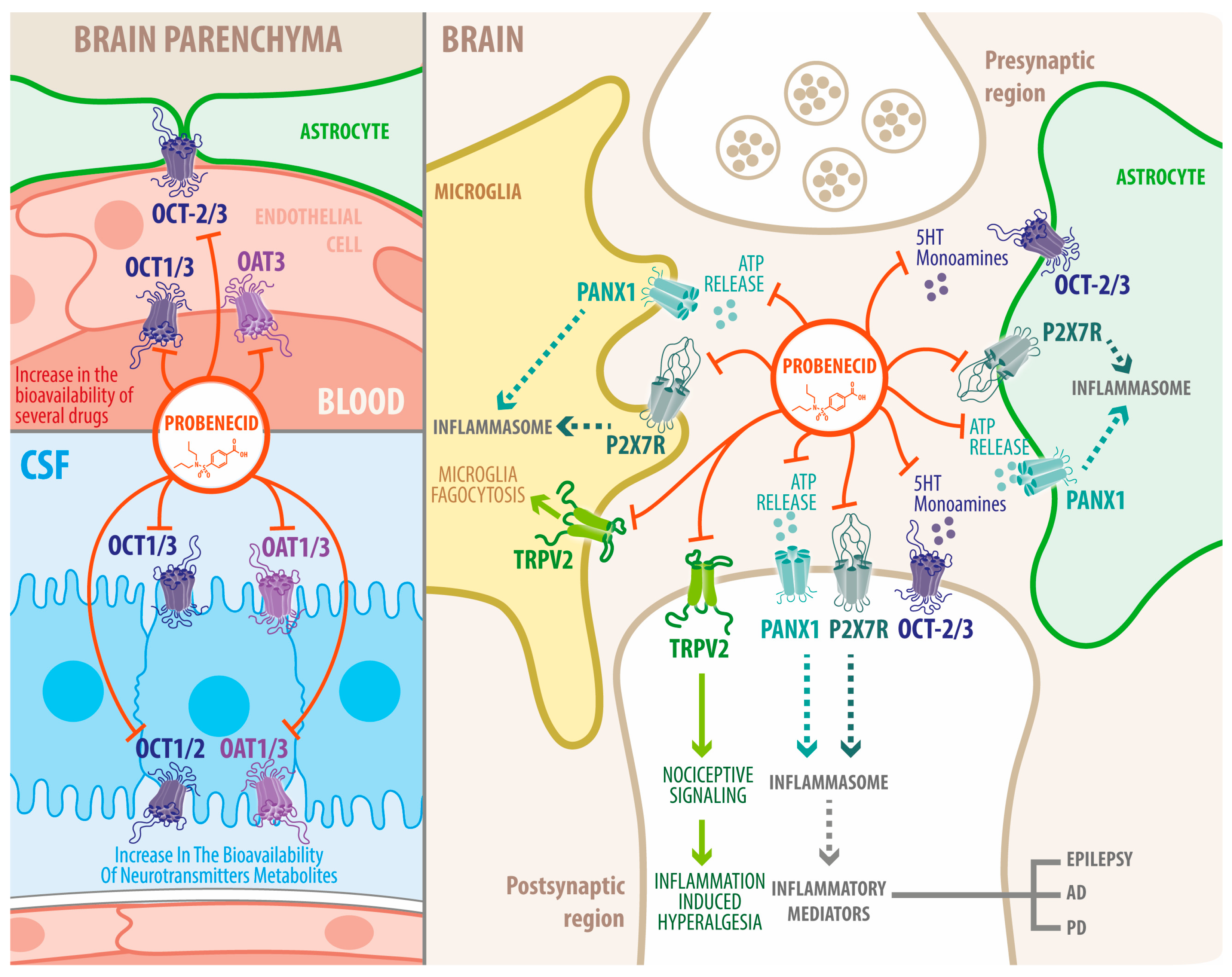 Probenecid, an Old Drug with Potential New Uses for Central Nervous ...