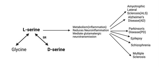 L-serine: Neurological Implications and Therapeutic Potential | MDPI