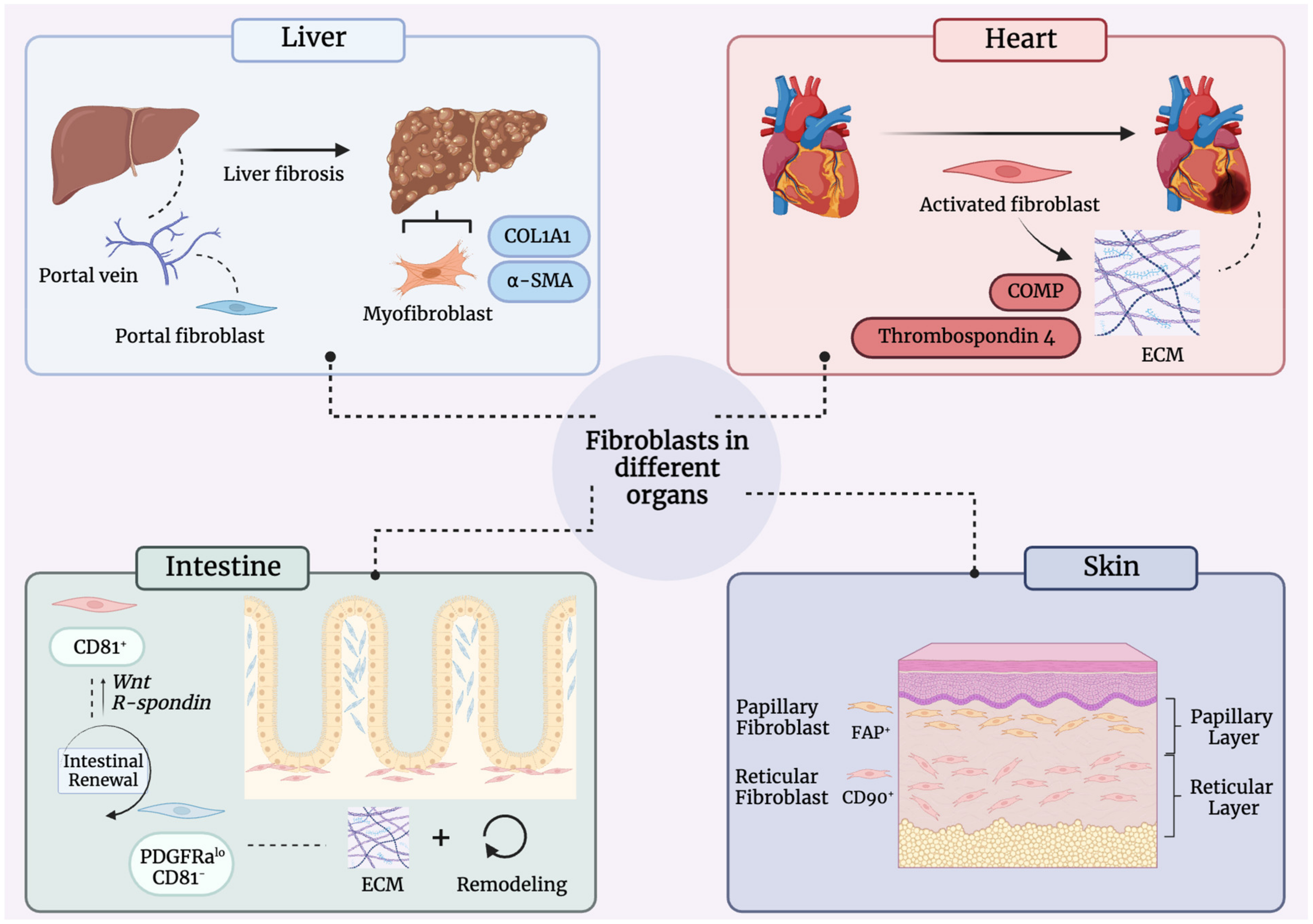 Understanding Fibroblast Heterogeneity in Form and Function | MDPI