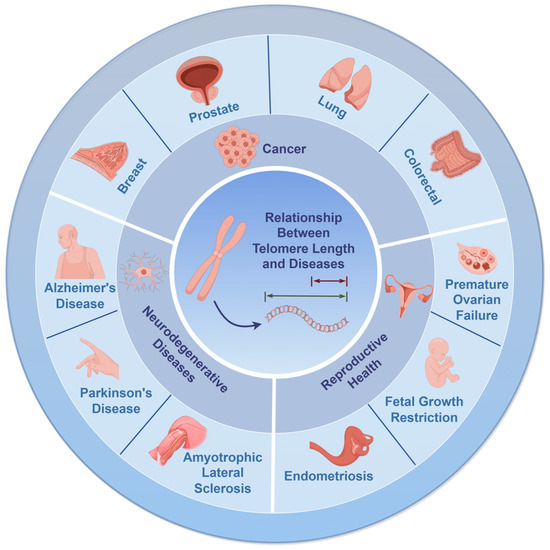 The Notable Role of Telomere Length Maintenance in Complex Diseases | MDPI