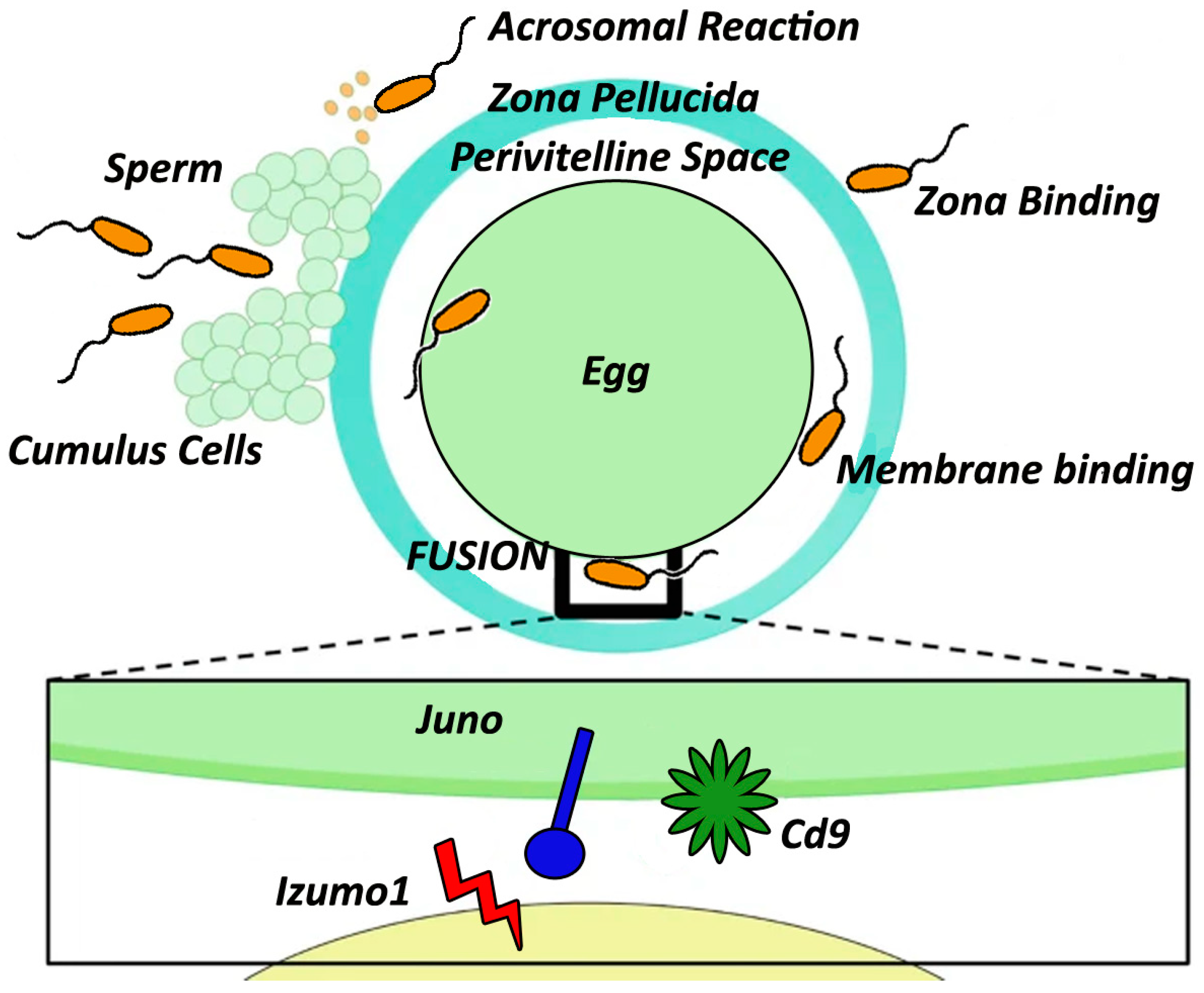 Decoding the Genes Orchestrating Egg and Sperm Fusion Reactions and ...