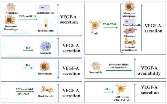 Vascular Endothelial Growth Factor (VEGF) Family and the Immune System ...