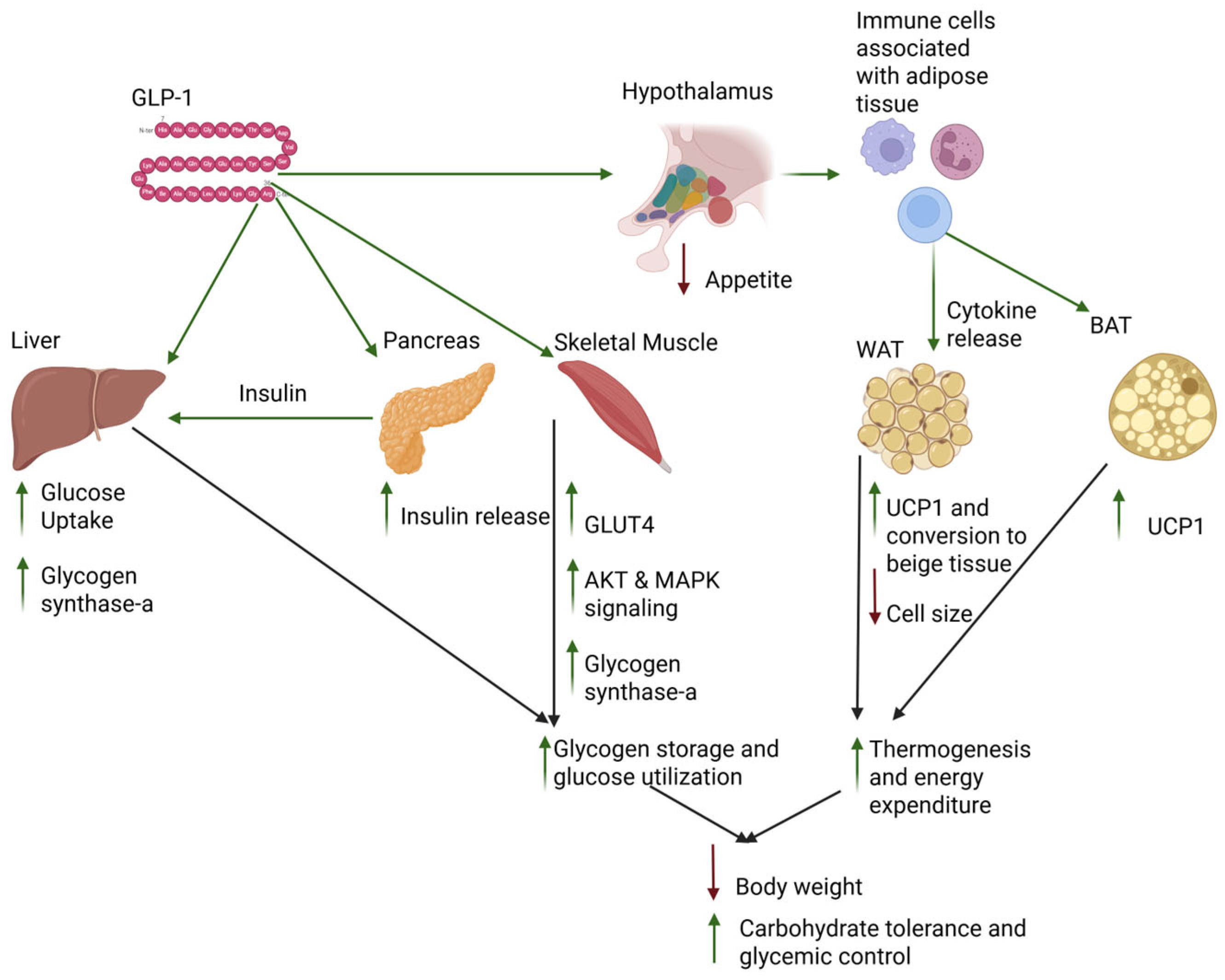 GLP-1 and Its Role in Glycogen Production: A Narrative Review | MDPI