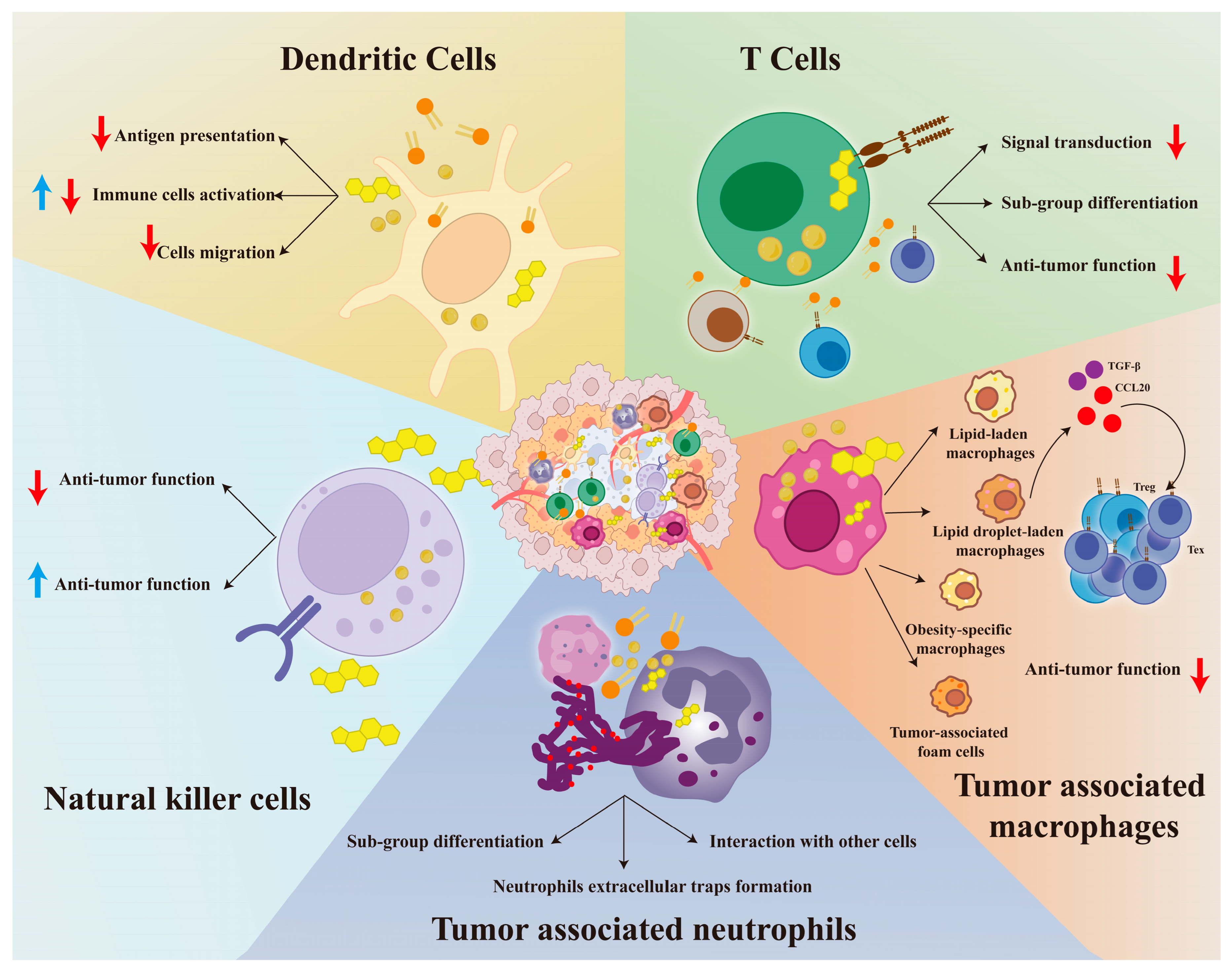Lipid Metabolism Reprogramming in Cancer: Insights into Tumor Cells and ...