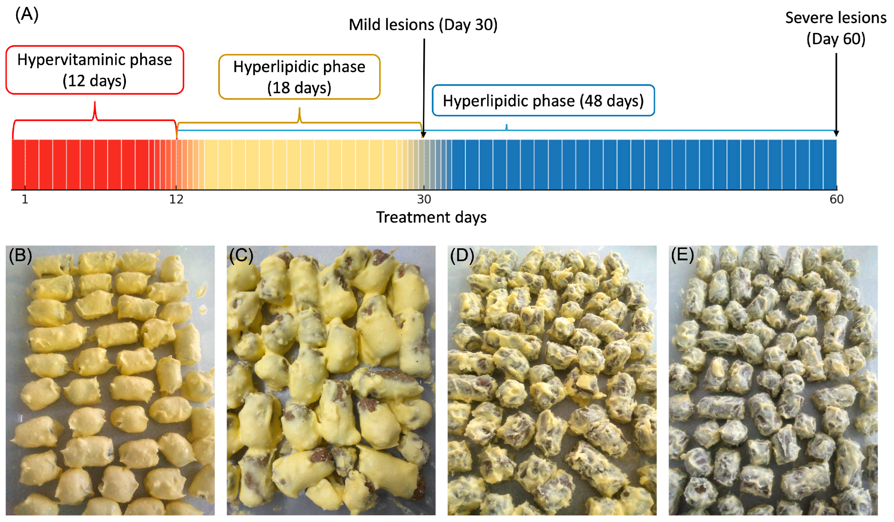 Novel Murine Model of Atherosclerosis Progression Induced by a Modified ...