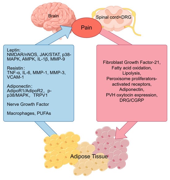 Adipose Tissue and Central Nervous System Crosstalk: Roles in Pain and ...