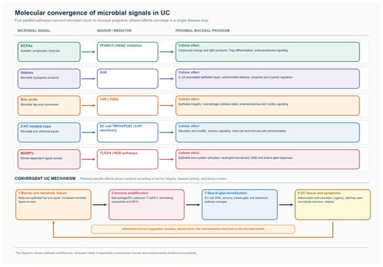 Gut Microbiota-Driven Neuroimmune Crosstalk in Ulcerative Colitis: From ...