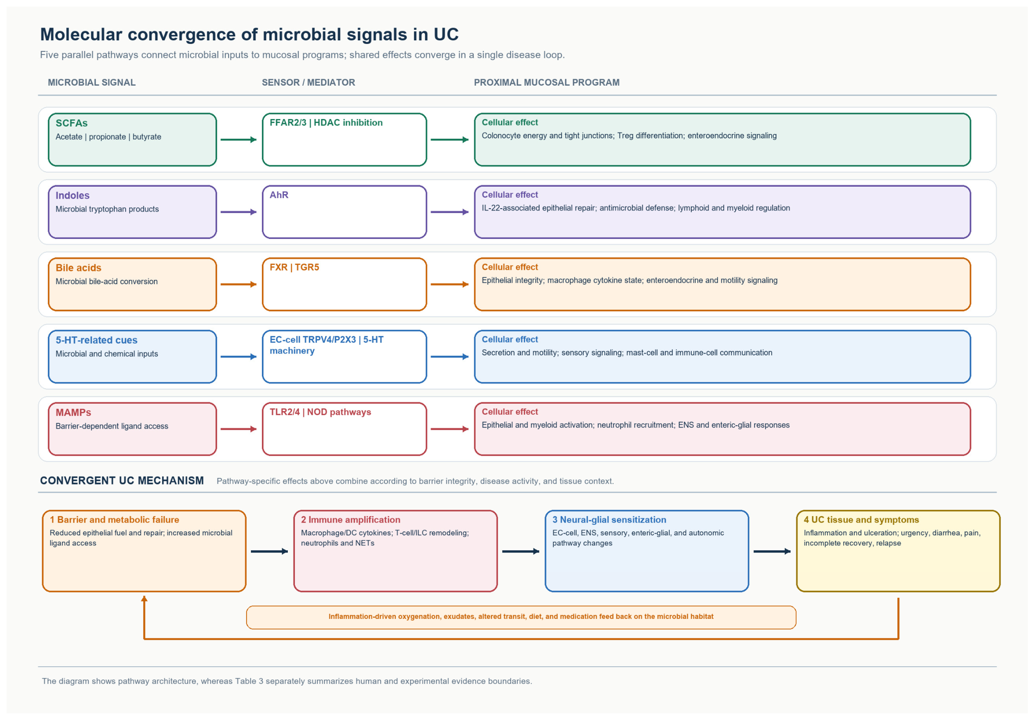 Gut Microbiota-Driven Neuroimmune Crosstalk in Ulcerative Colitis: From ...