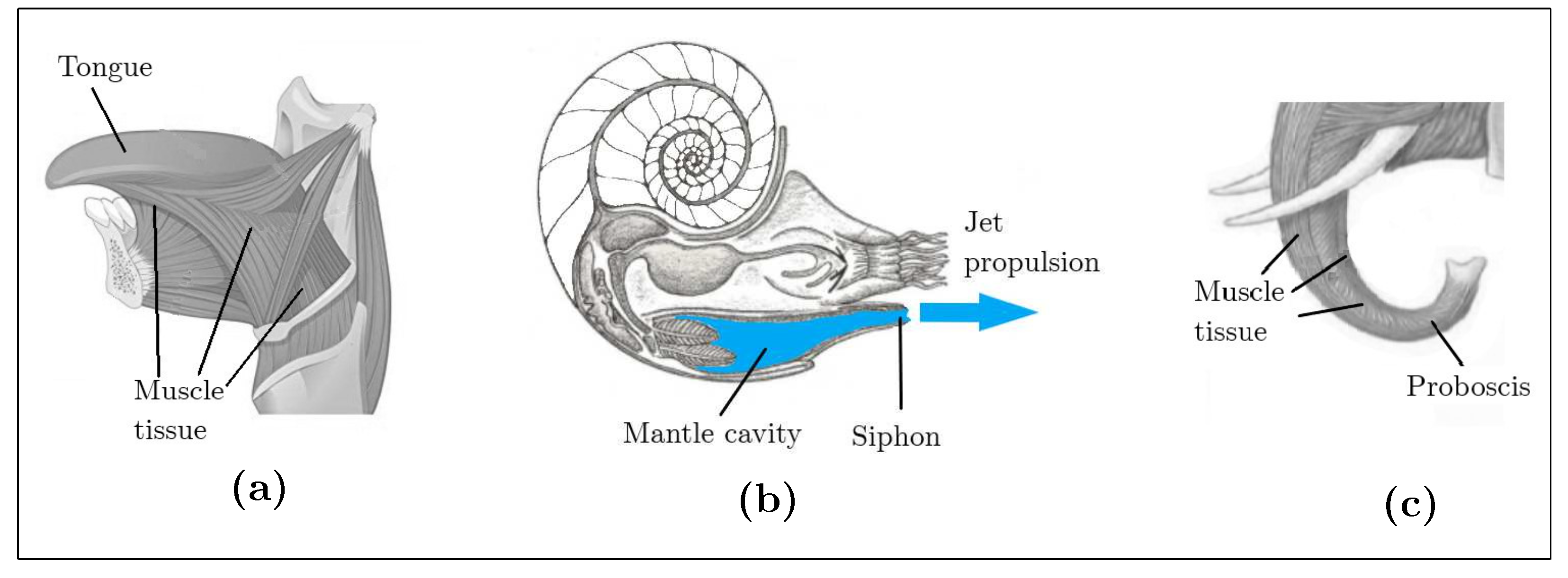 Review and Proposal for a Classification System of Soft Robots Inspired ...