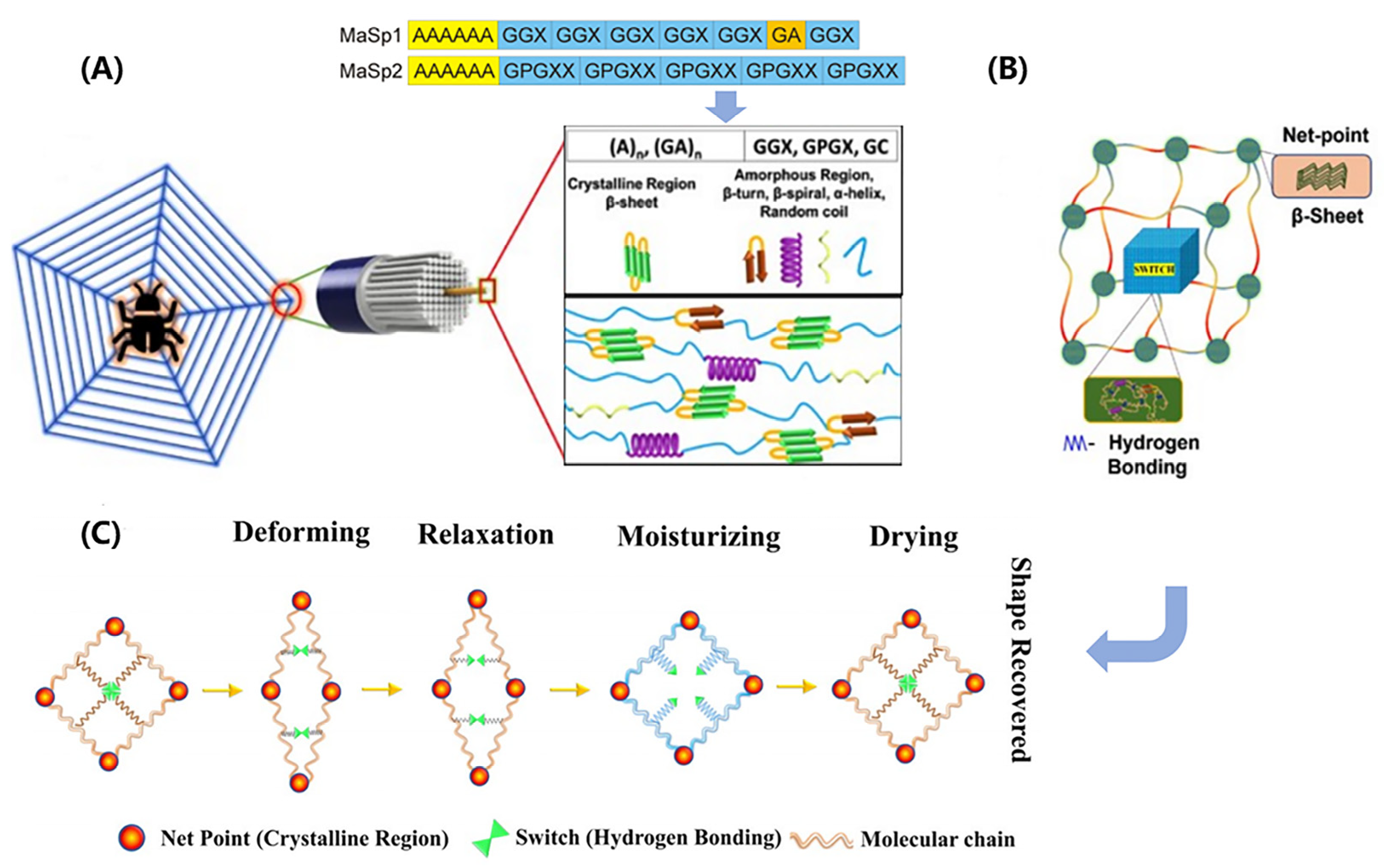 Multifunctionality in Nature: Structure–Function Relationships in ...