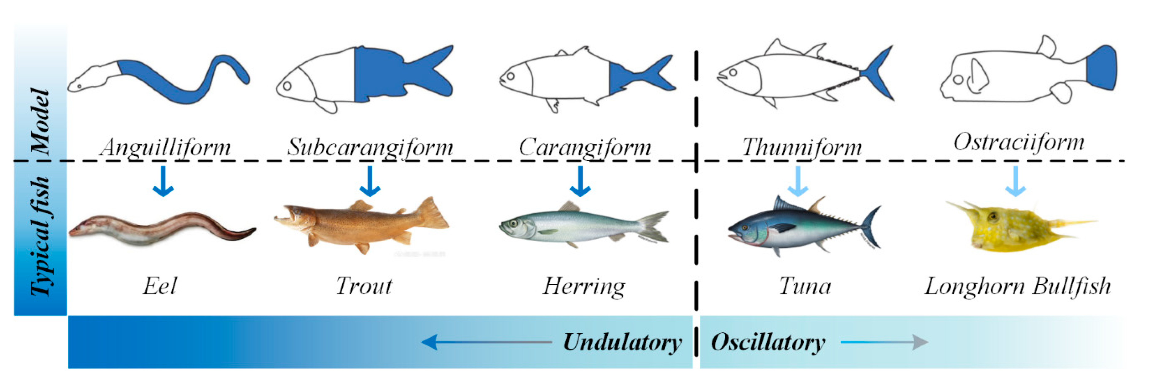 Underwater Undulating Propulsion Biomimetic Robots: A Review | MDPI