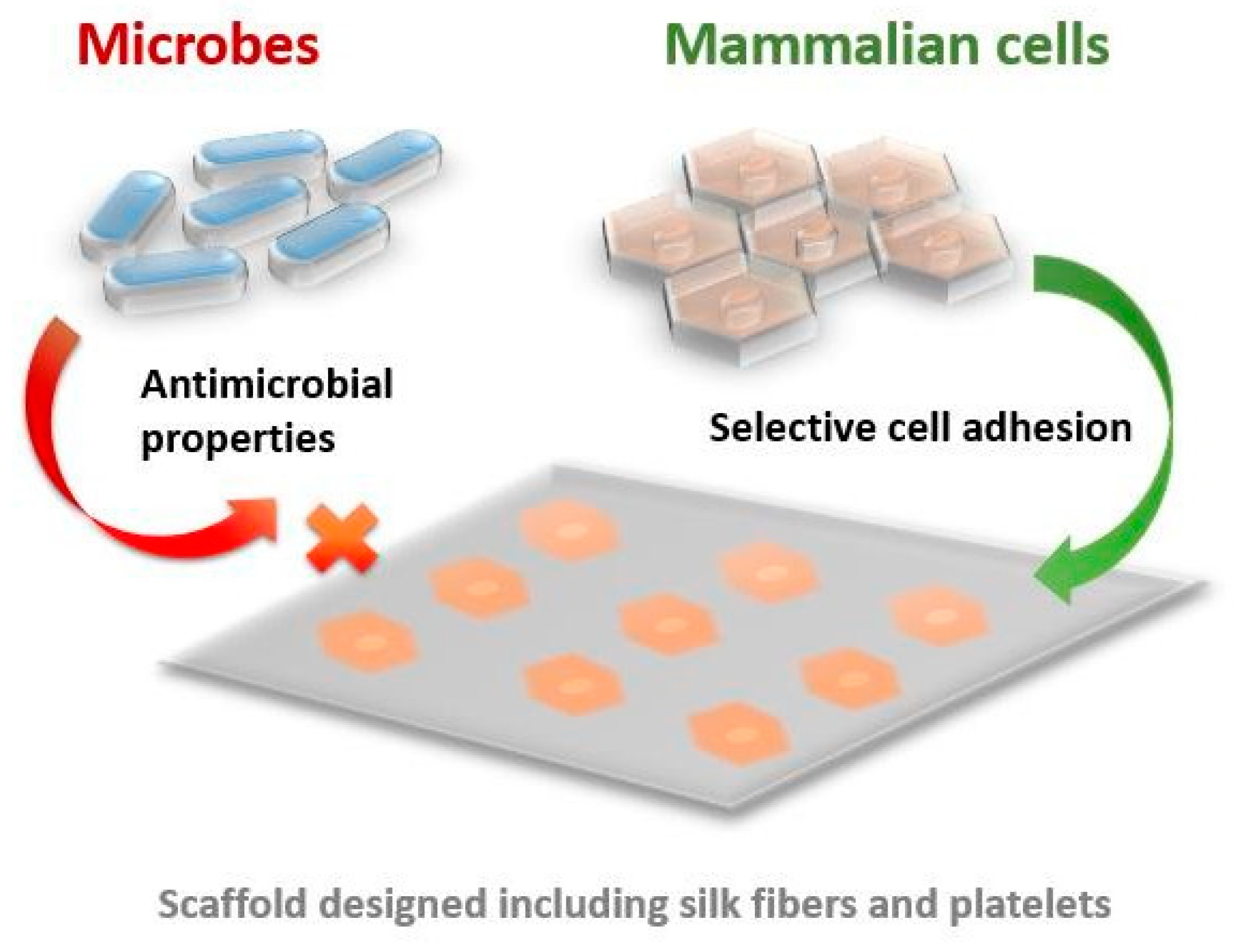 Review of Spider Silk Applications in Biomedical and Tissue Engineering ...