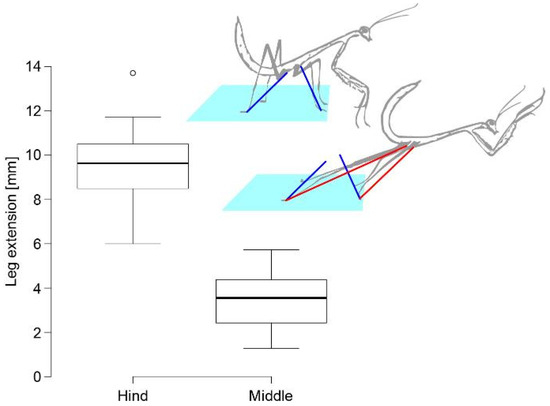Mantises Jump from Smooth Surfaces by Pushing with “Heel” Pads of Their ...