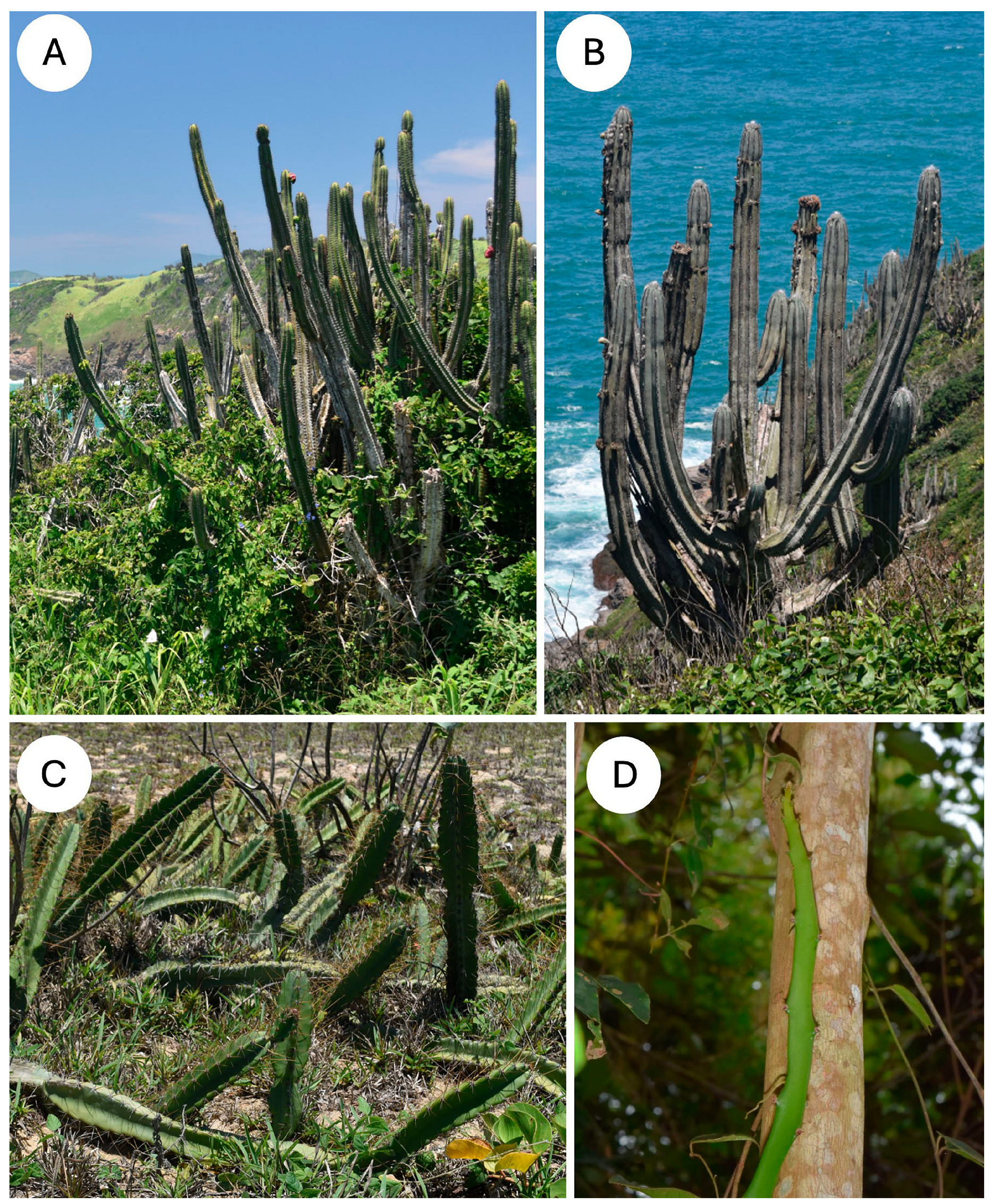 Survival Is Skin Deep: Toughness of the Outer Cactus Stem with Insights ...