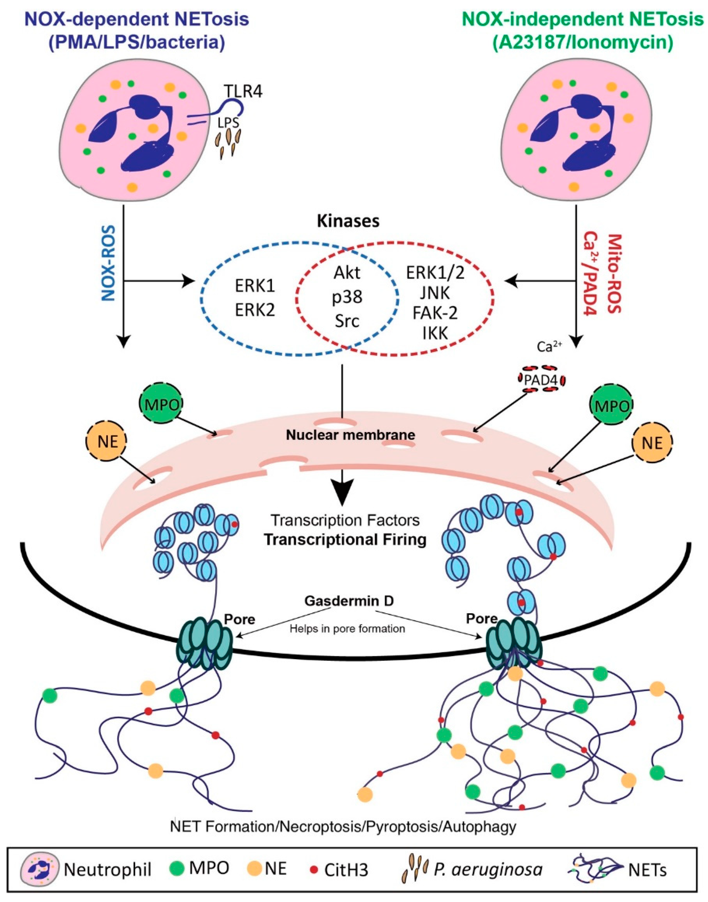 Neutrophil Extracellular Trap Formation: Physiology, Pathology, and ...