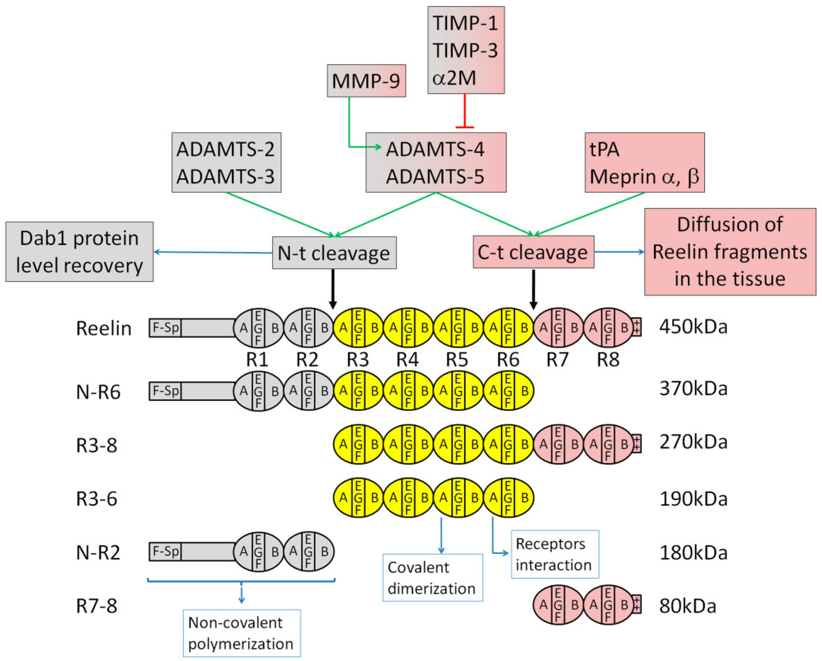 Reelin Functions, Mechanisms of Action and Signaling Pathways During Brain Development and ...