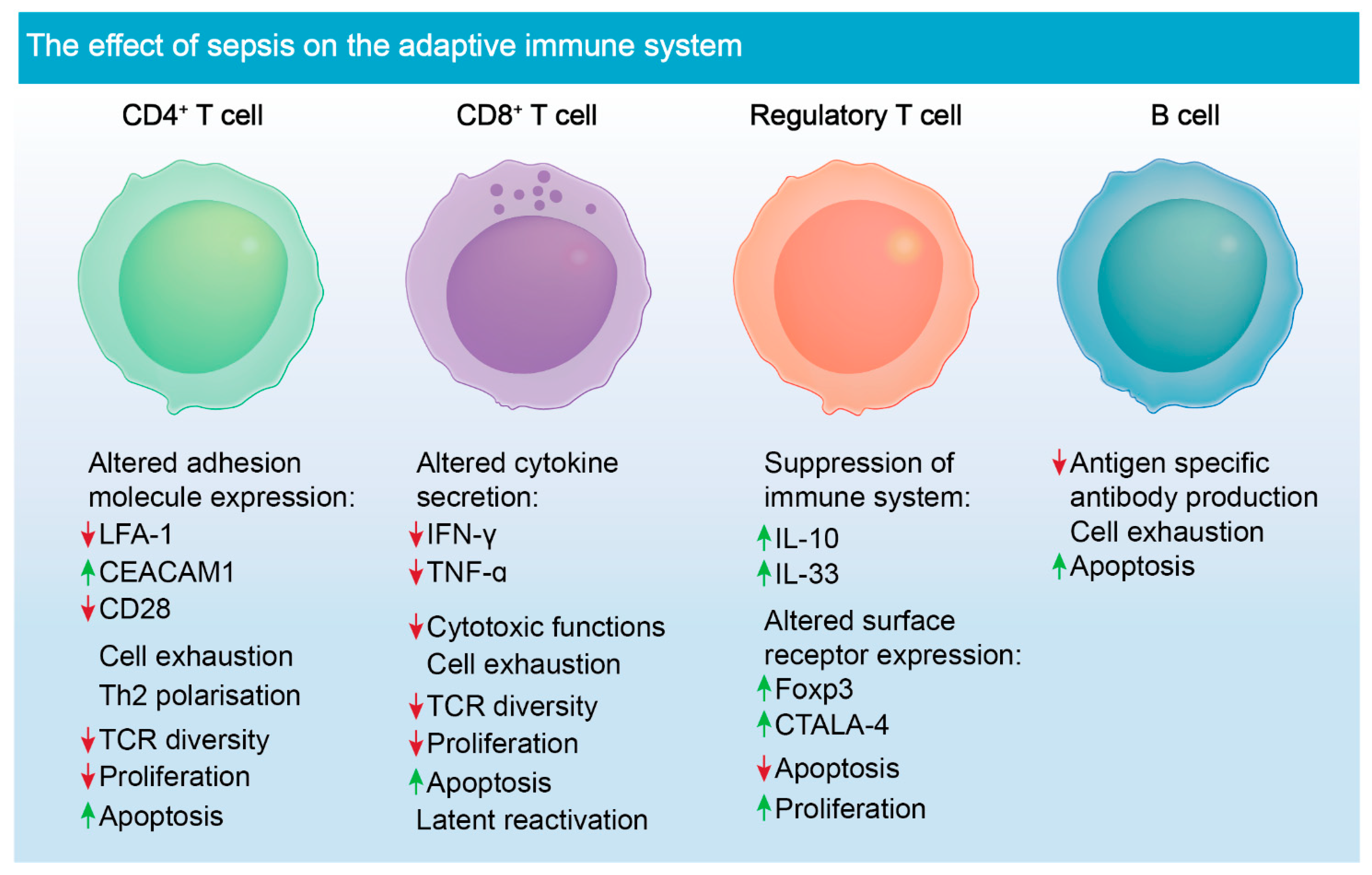 Inflammation and Cell Death of the Innate and Adaptive Immune System ...