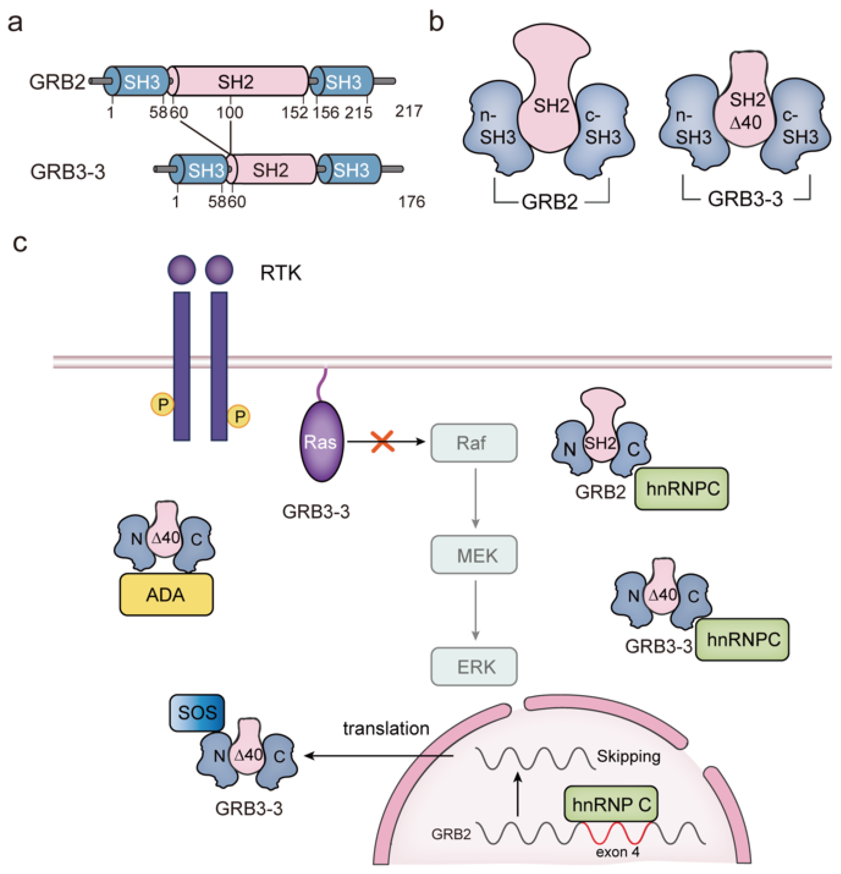 The Configuration of GRB2 in Protein Interaction and Signal ...