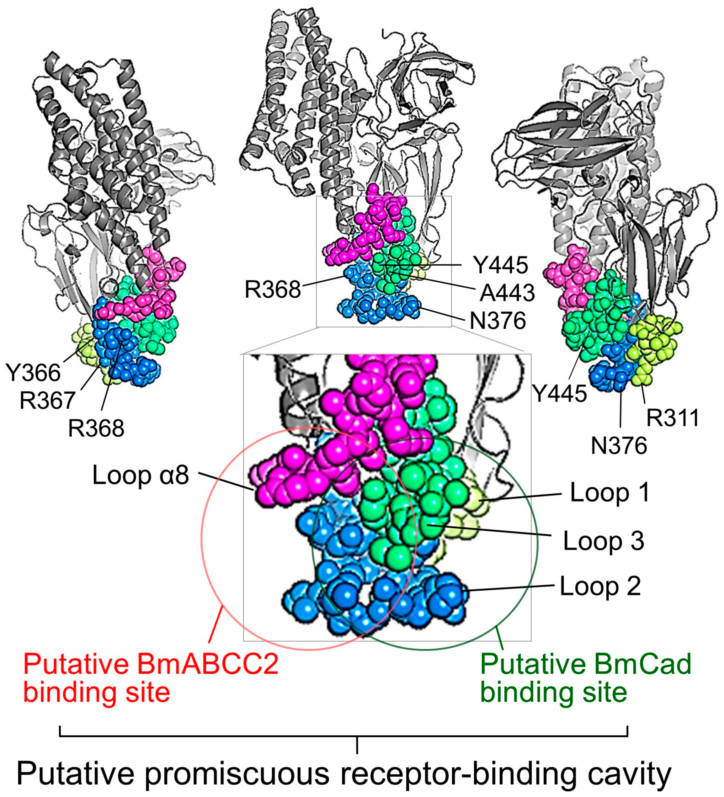 Utilization of Diverse Molecules as Receptors by Cry Toxin and the ...
