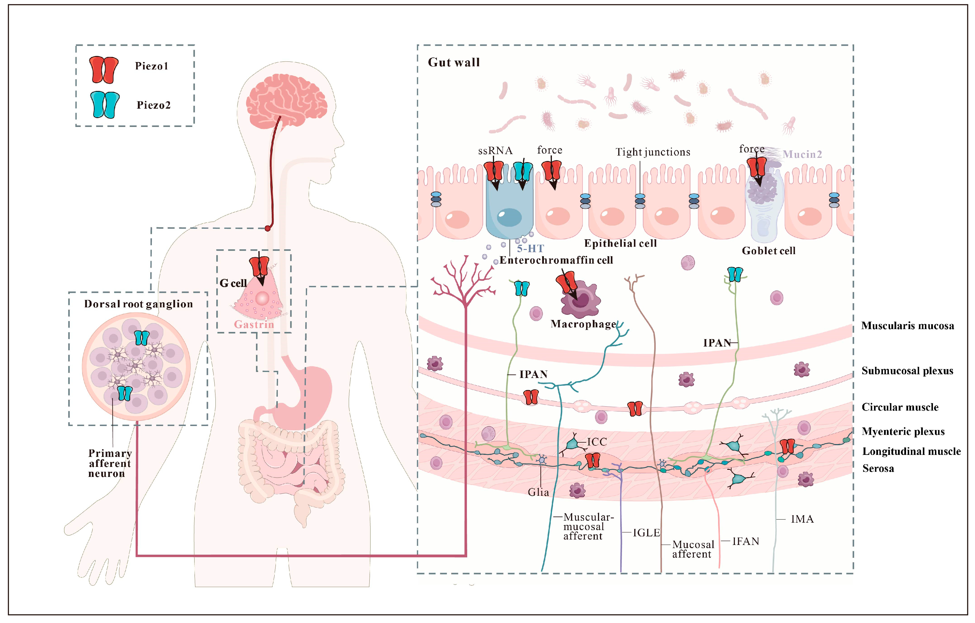 Forces Bless You: Mechanosensitive Piezo Channels in Gastrointestinal ...