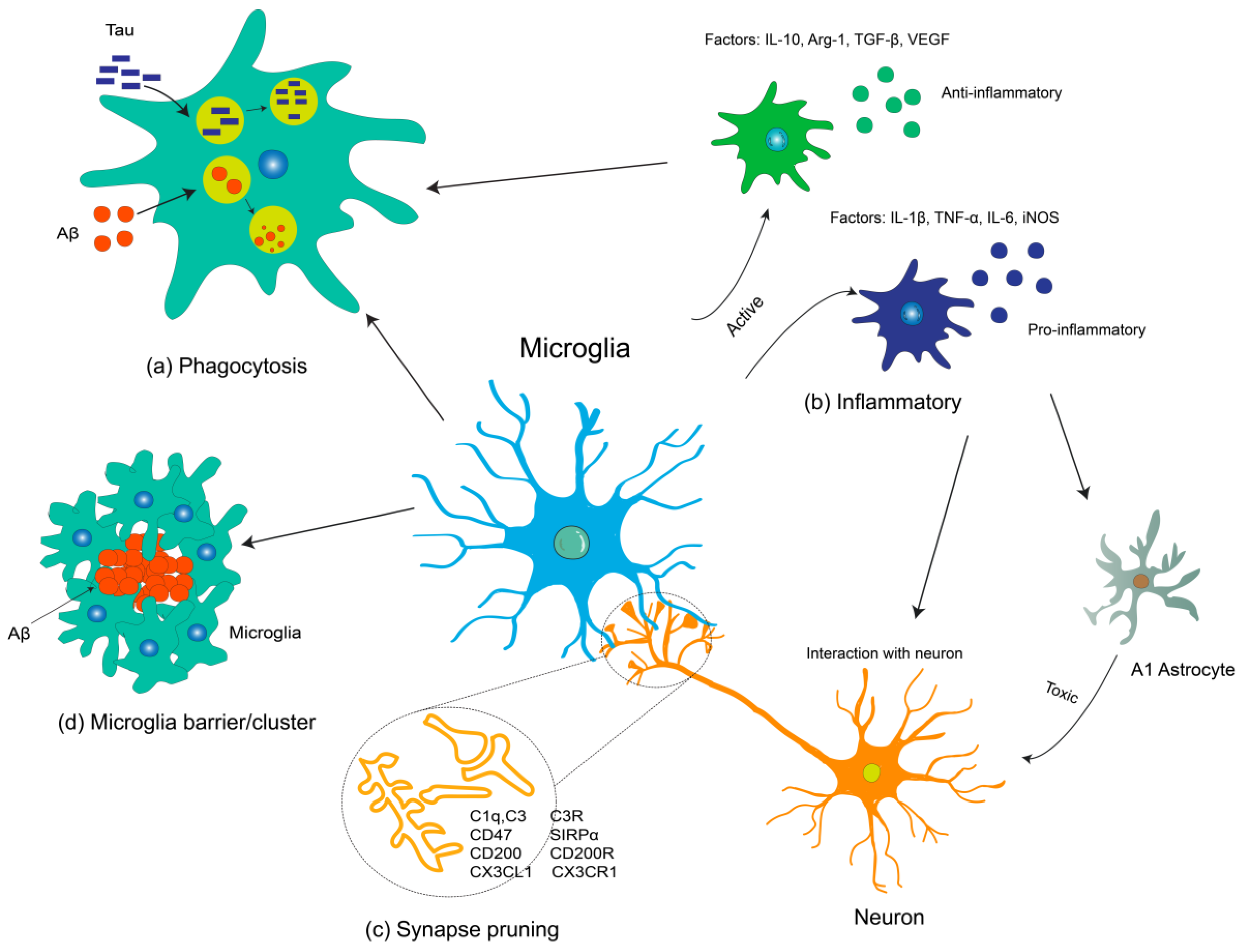 Targeting Microglia in Alzheimer’s Disease: Pathogenesis and Potential ...