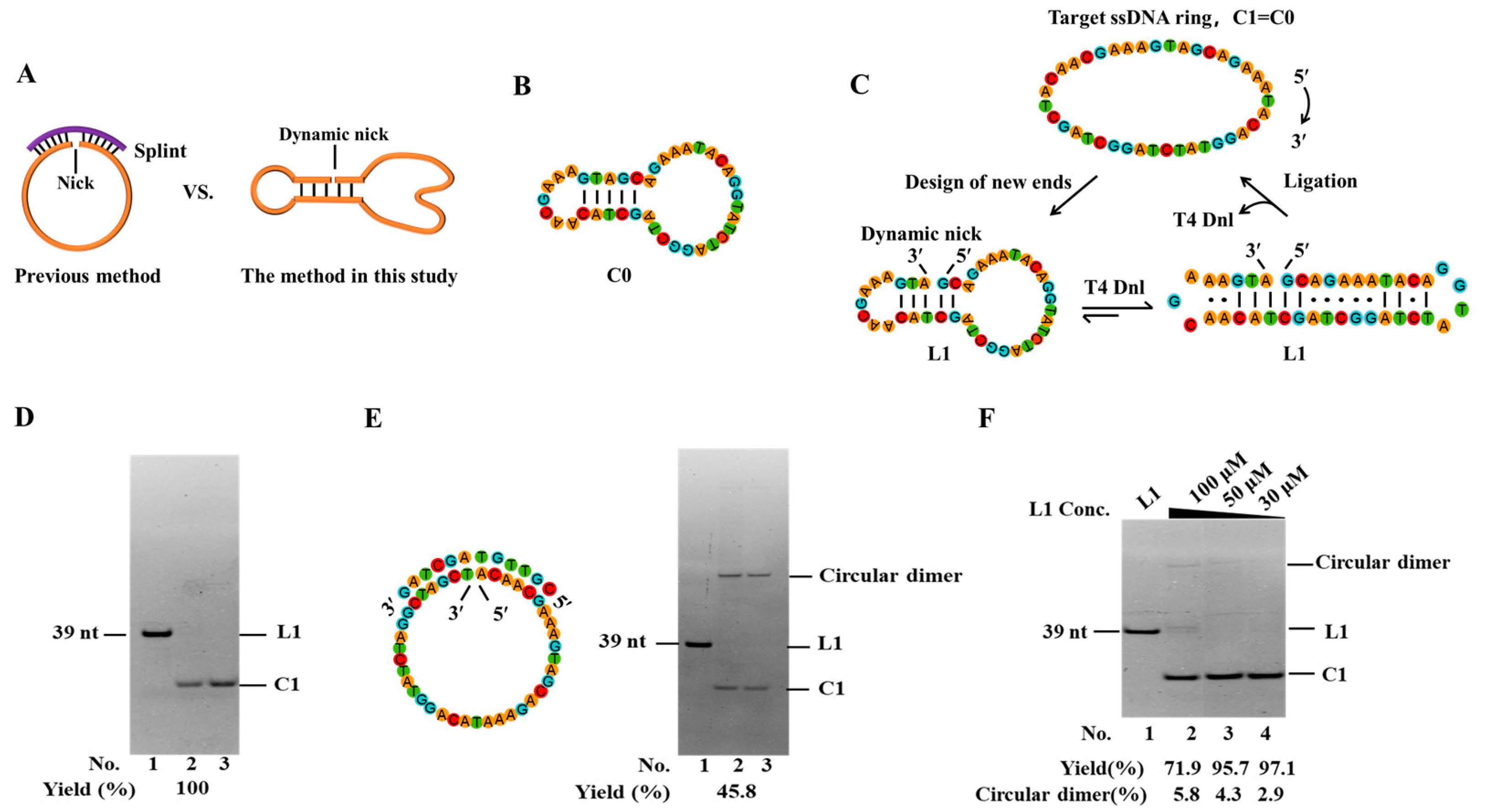 Facile Splint-Free Circularization of ssDNA with T4 DNA Ligase by ...