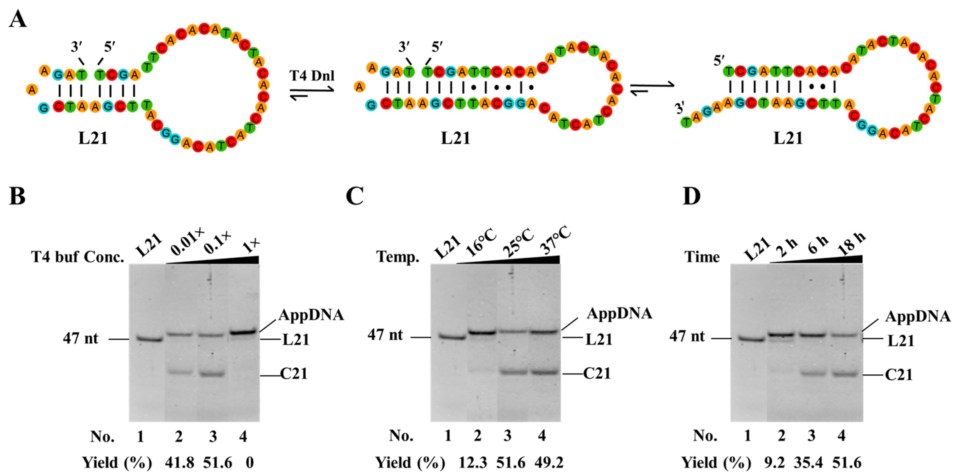 Facile Splint-Free Circularization of ssDNA with T4 DNA Ligase by ...