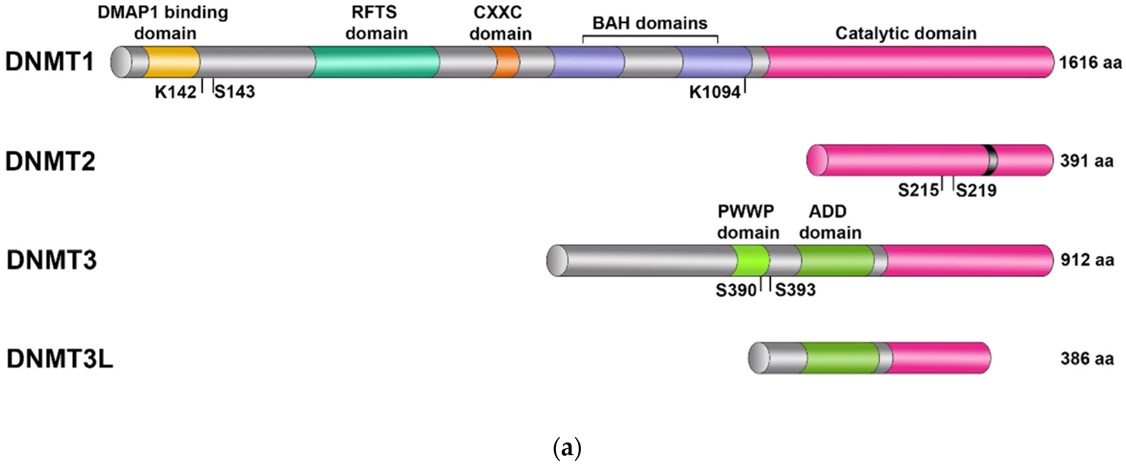 The Role of DNMT Methyltransferases and TET Dioxygenases in the ...