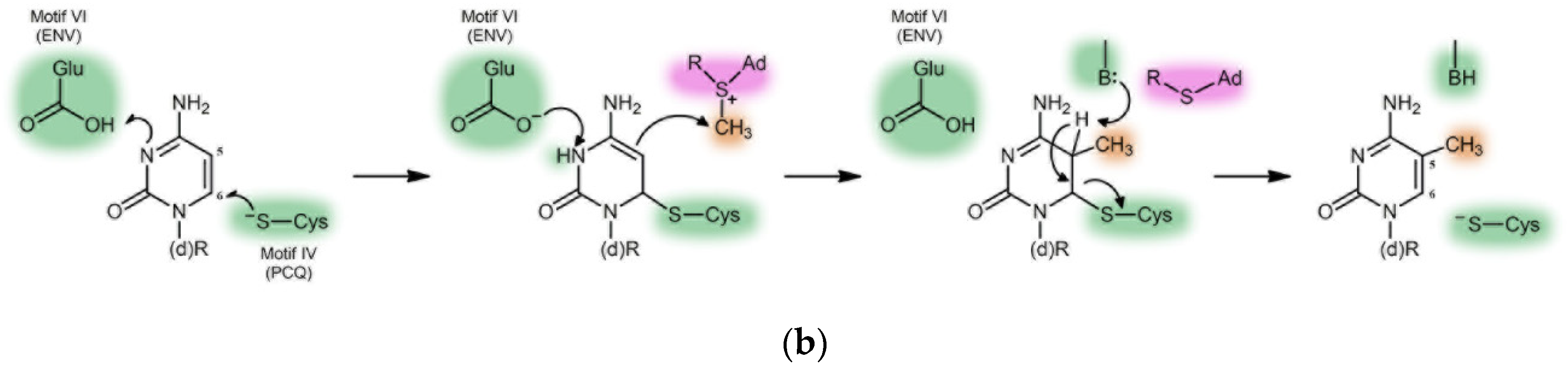 The Role of DNMT Methyltransferases and TET Dioxygenases in the ...