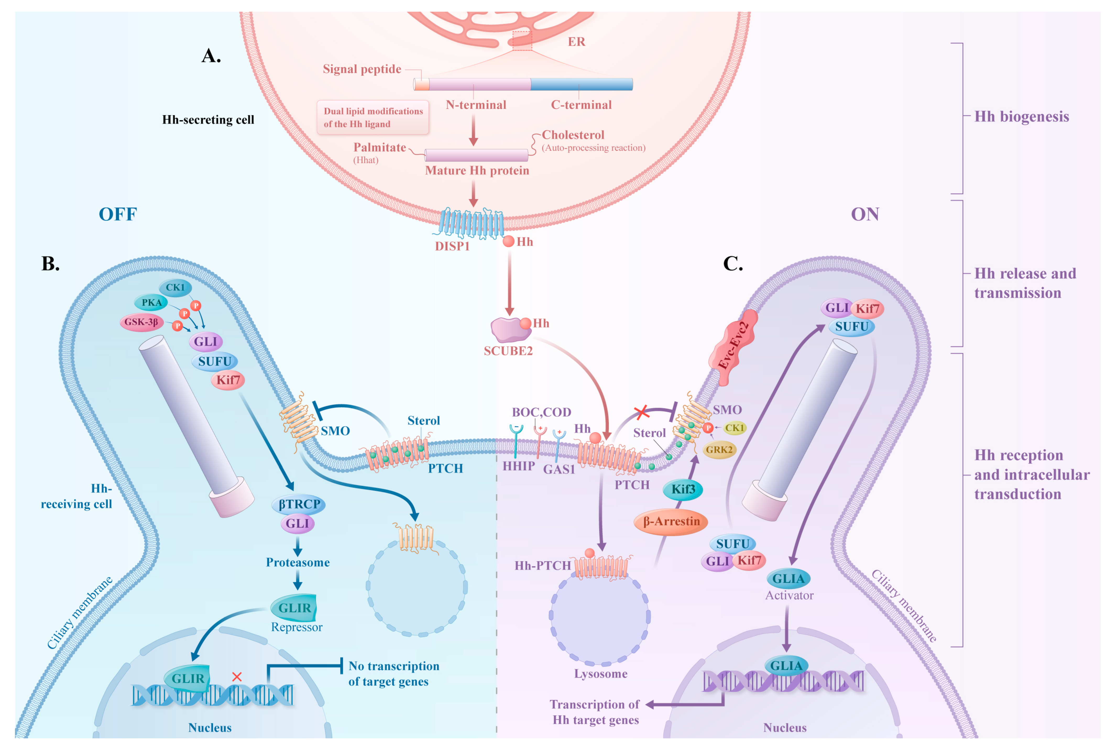 Hedgehog Signaling Pathway in Fibrosis and Targeted Therapies | MDPI