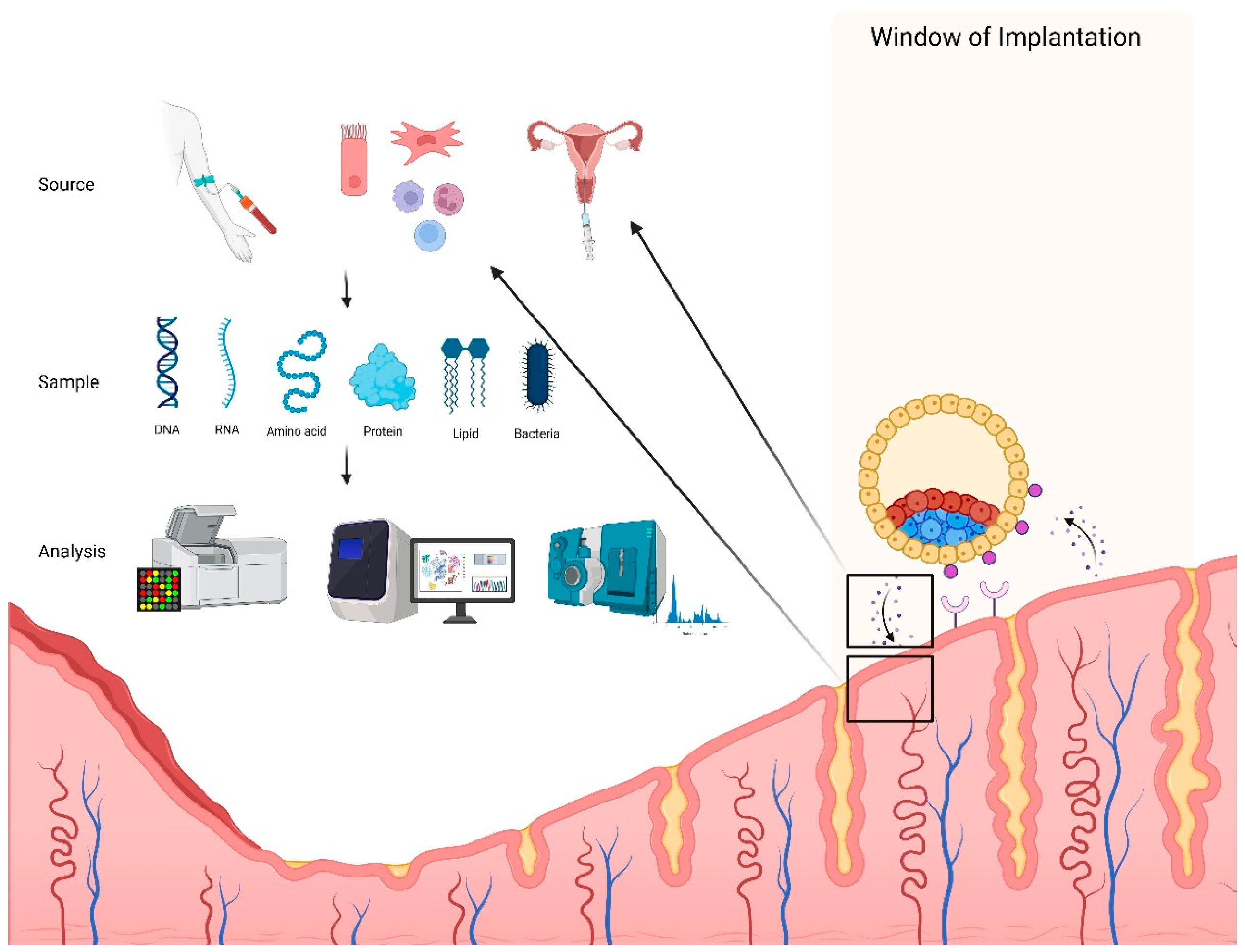 Endometrial Receptivity–Lessons from “Omics” | MDPI