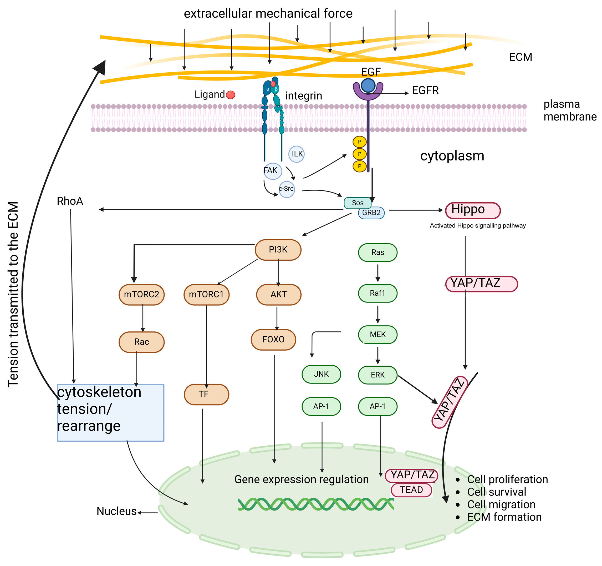 Integrin and Its Associated Proteins as a Mediator for Mechano-Signal ...