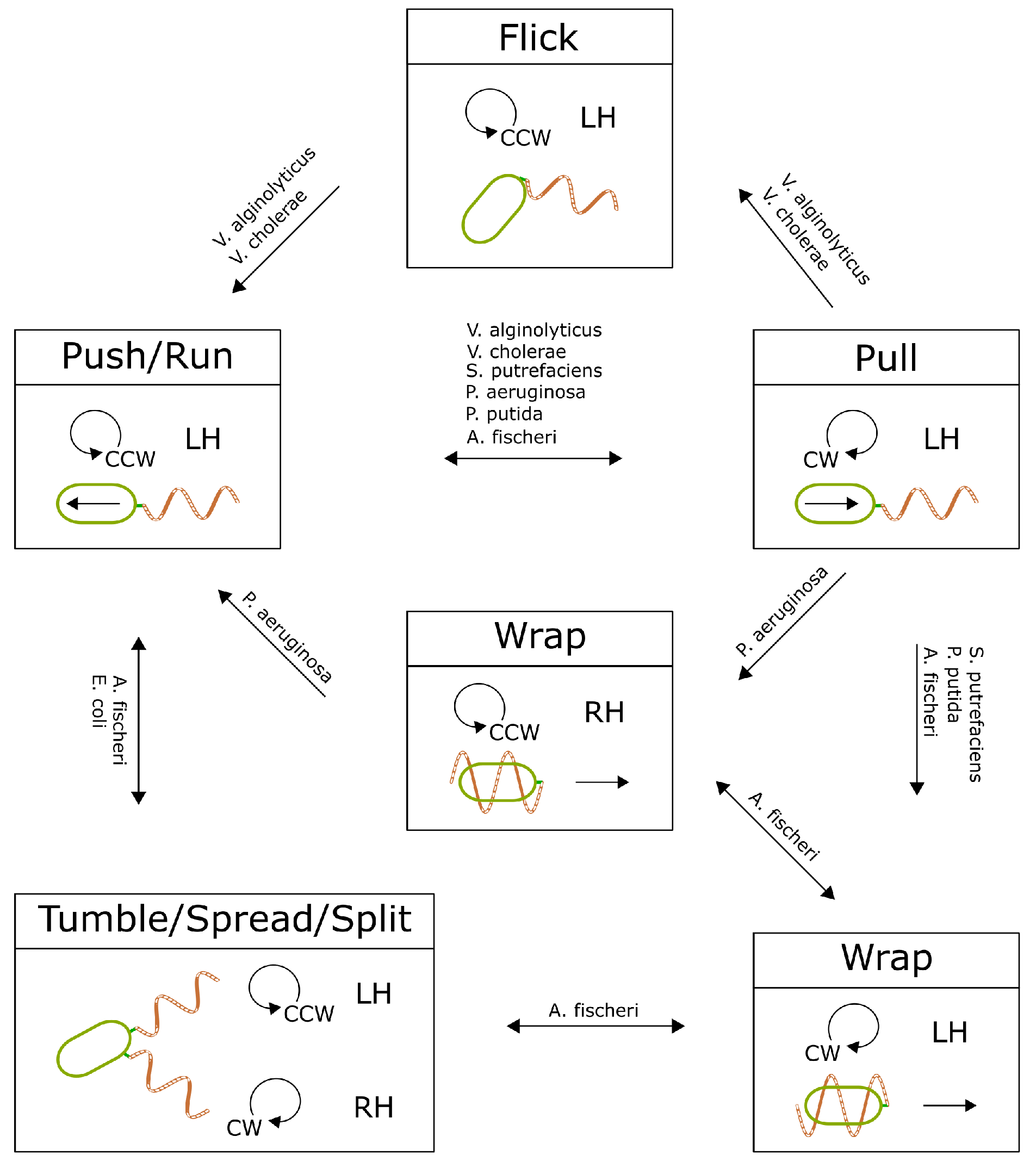 Decoding Bacterial Motility: From Swimming States to Patterns and ...