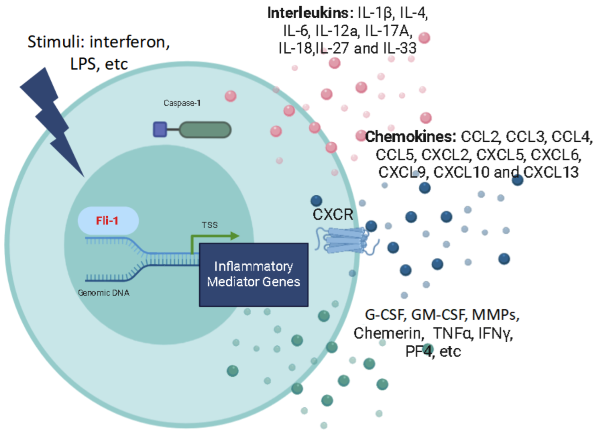Role of Transcription Factor Fli-1 in Inflammation and Autoimmune ...