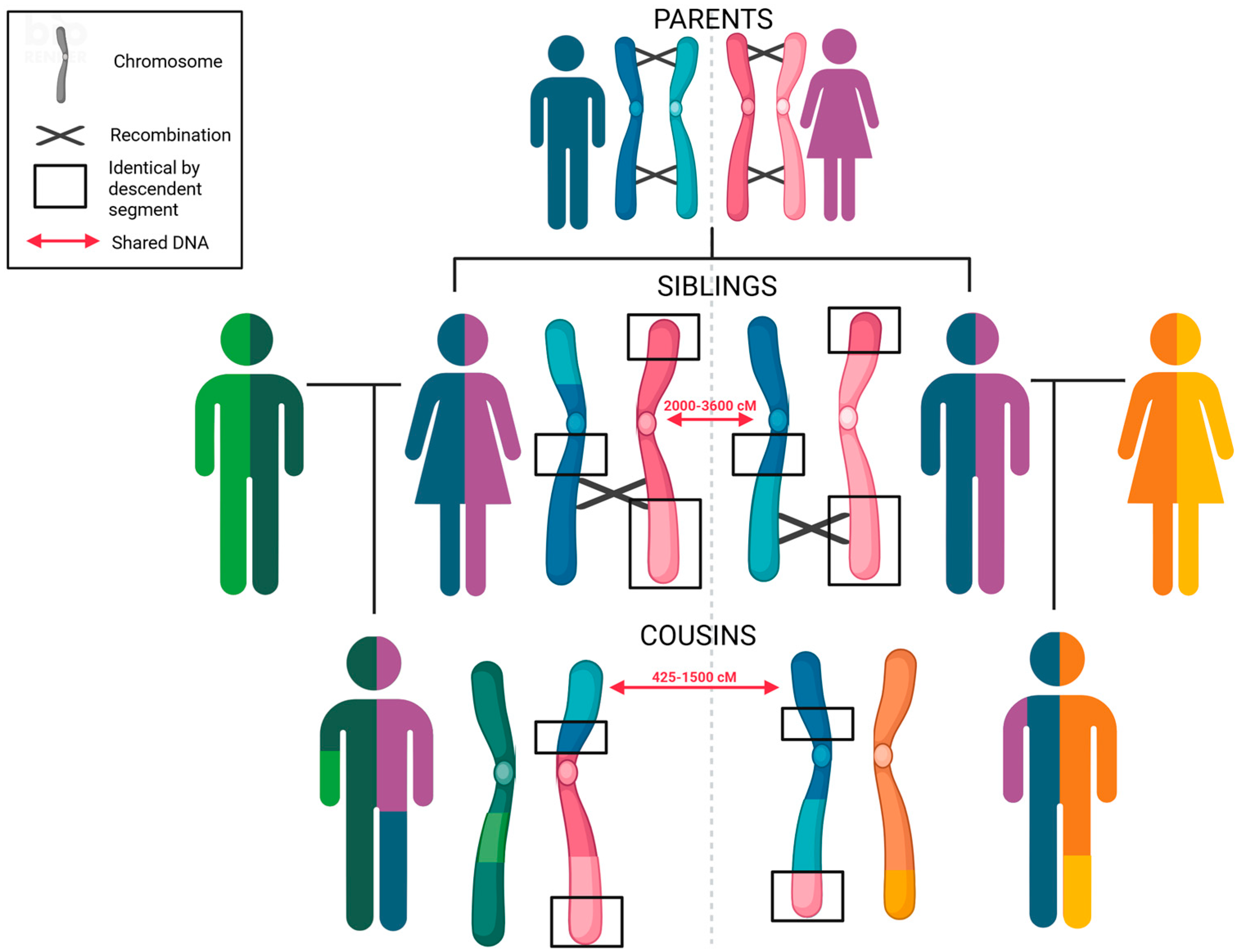 Past, Present and Future Perspectives of Forensic Genetics | MDPI
