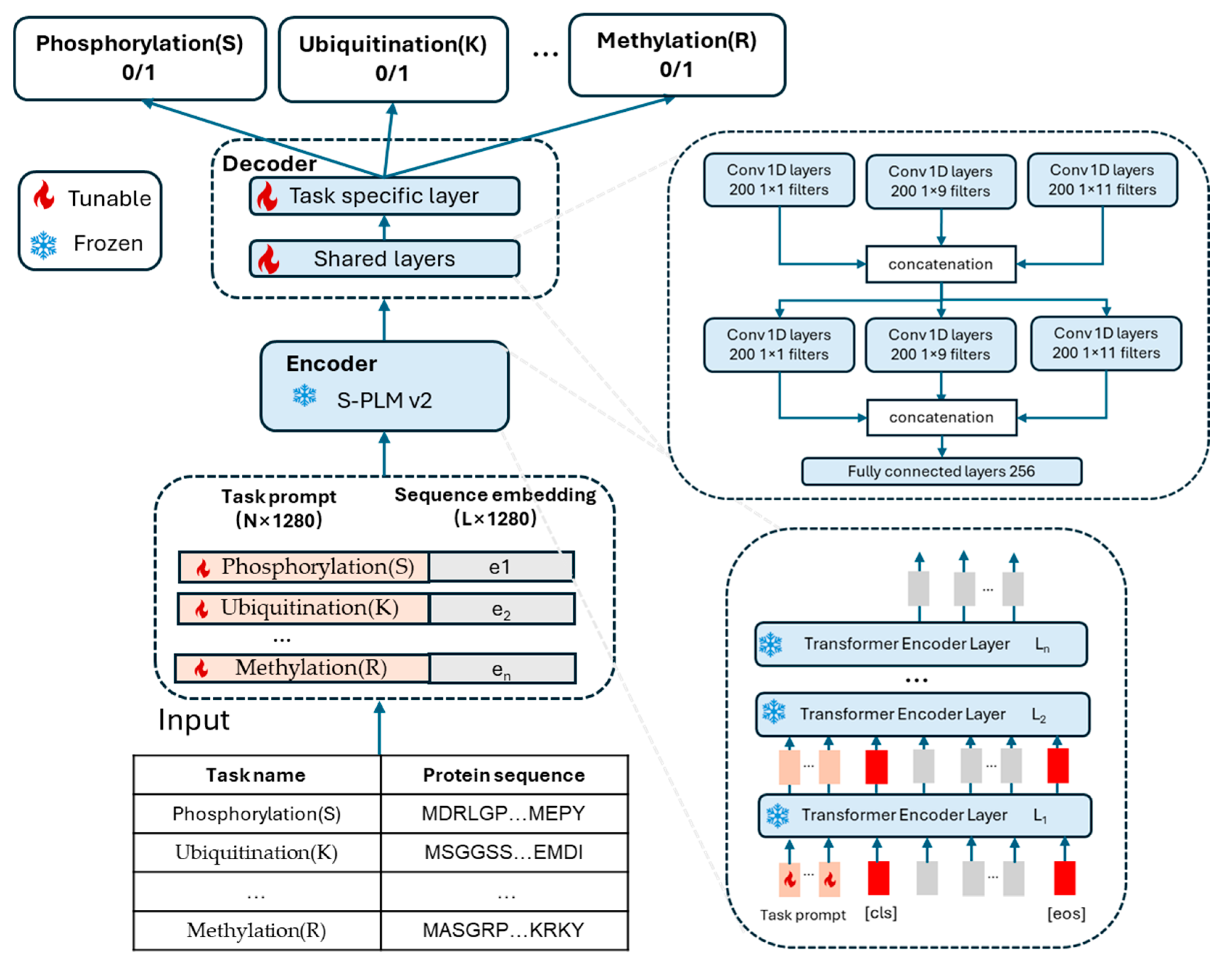 MTPrompt-PTM: A Multi-Task Method for Post-Translational Modification ...