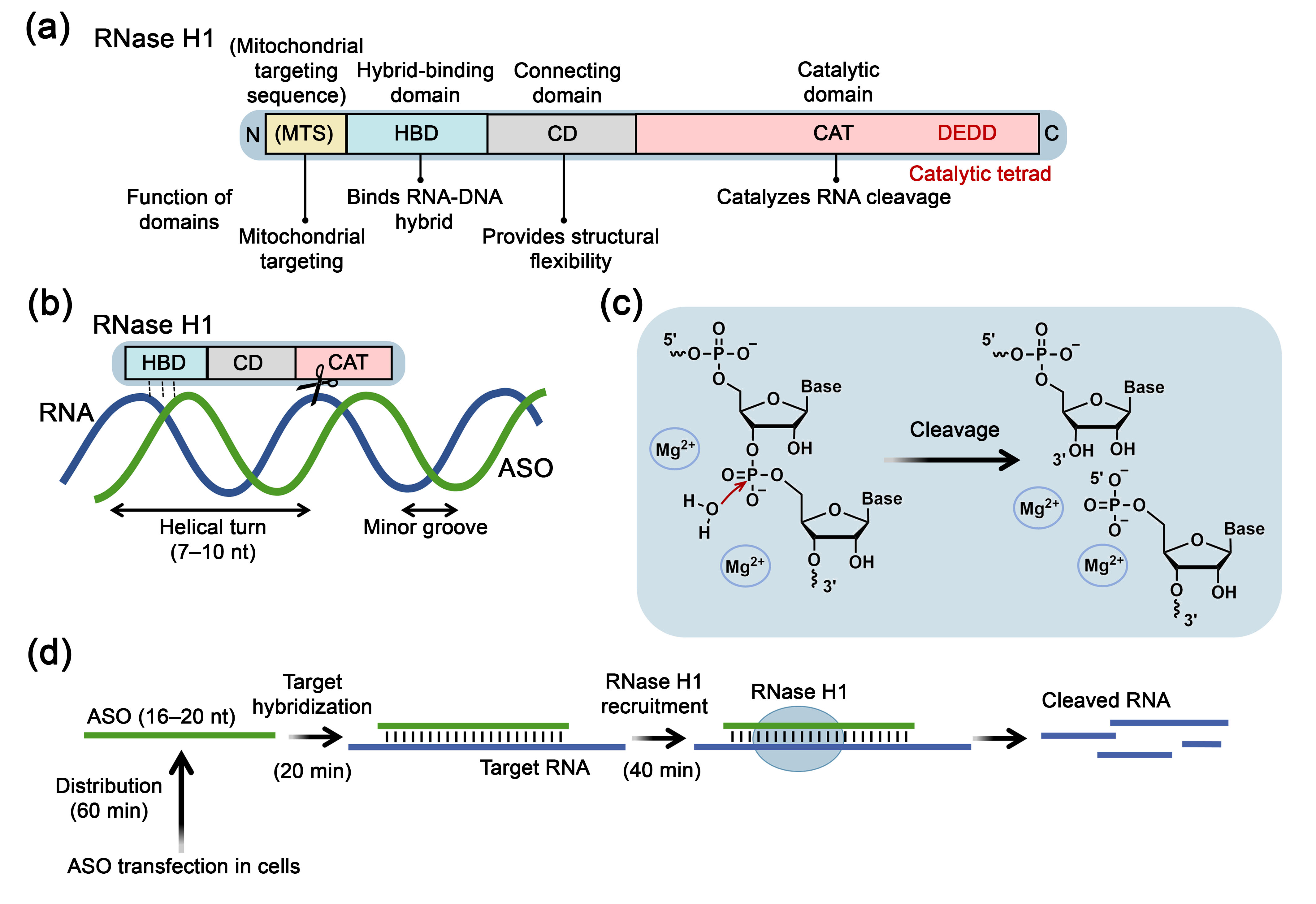 Endogenous Ribonucleases: Therapeutic Targeting of the Transcriptome ...