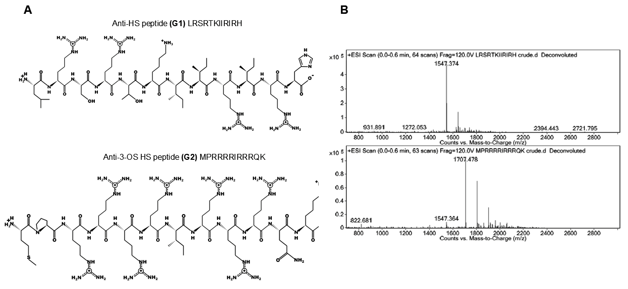 3-O Sulfated Heparan Sulfate (G2) Peptide Ligand Impairs the ...