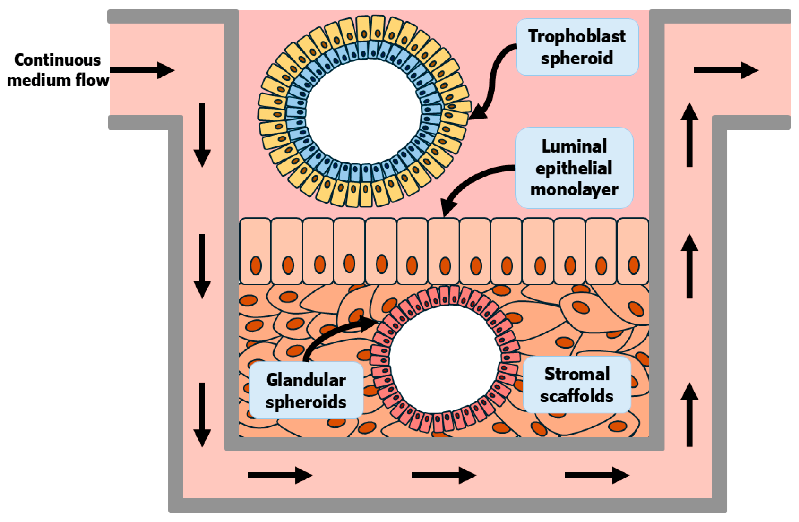 Conceptus Elongation, Implantation, and Early Placental Development in ...