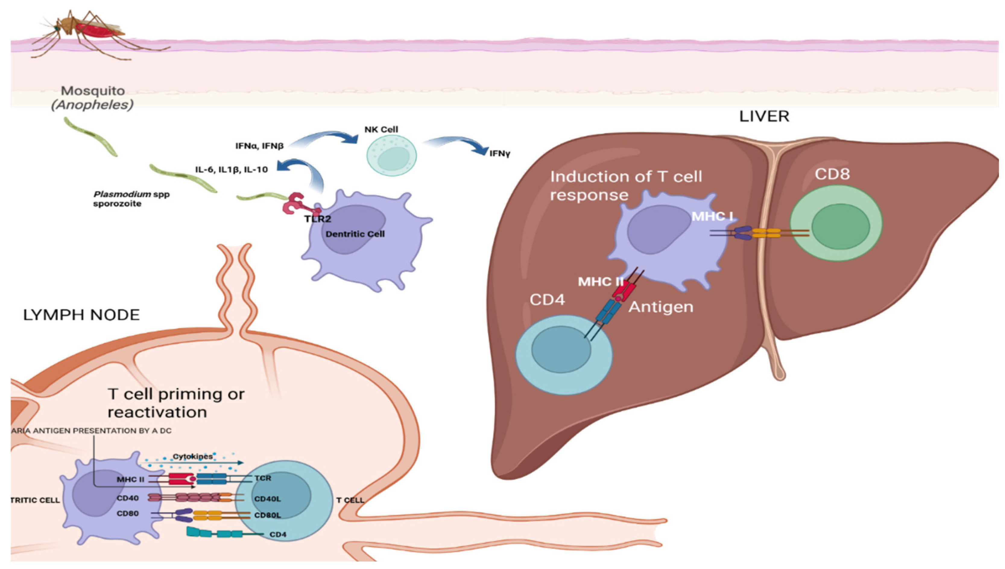 Emerging Molecular Mechanisms in Malaria Pathogenesis and Novel Therapeutic Approaches: A Focus ...
