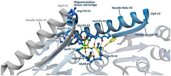Recent Advances in the Structural Studies of the Proteolytic ClpP/ClpX Molecular Machine | MDPI