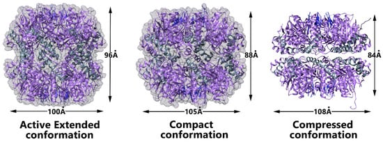 Recent Advances in the Structural Studies of the Proteolytic ClpP/ClpX Molecular Machine | MDPI