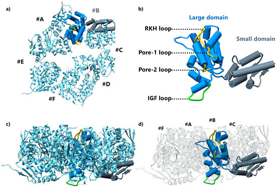 Recent Advances in the Structural Studies of the Proteolytic ClpP/ClpX Molecular Machine | MDPI