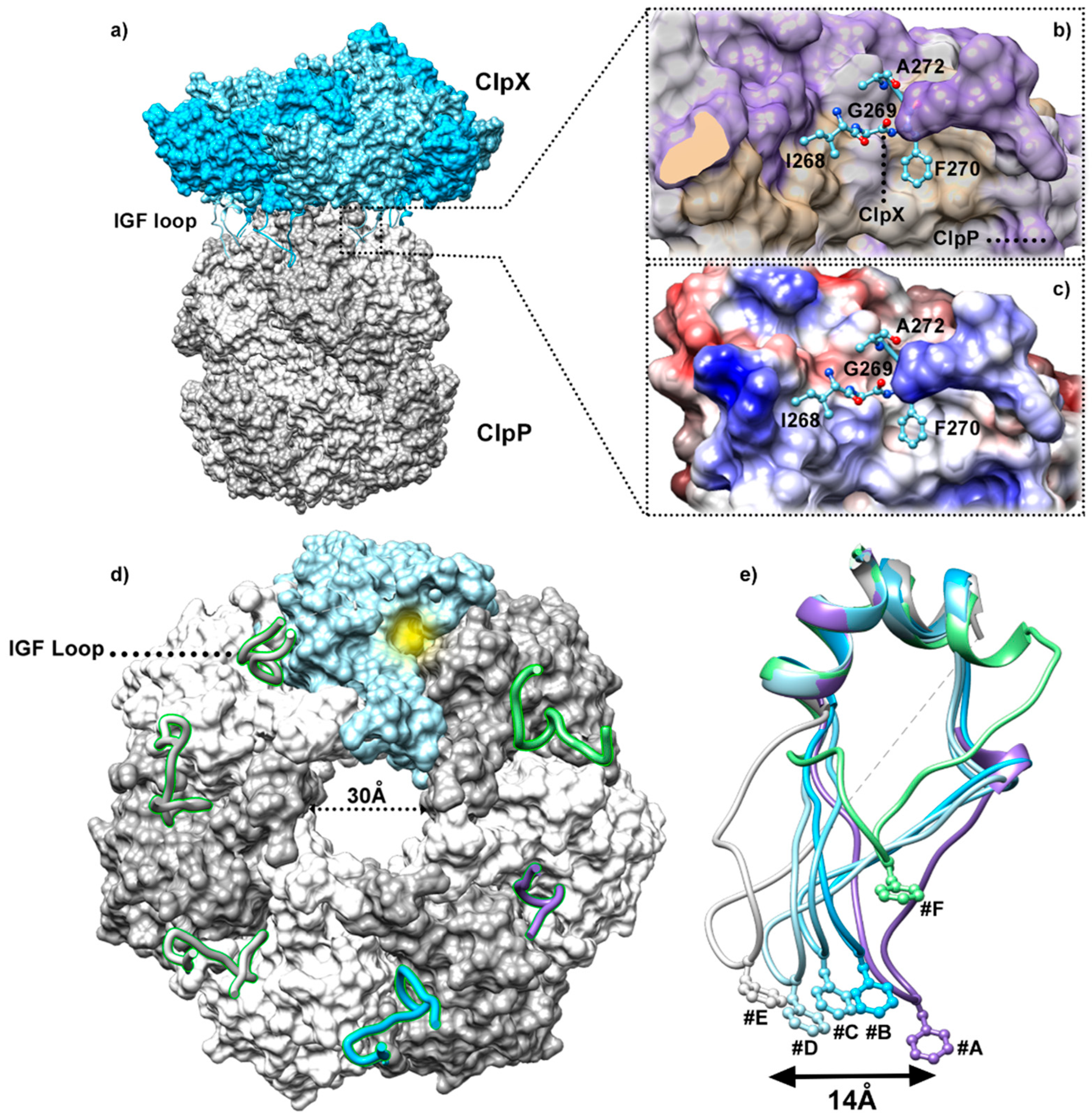 Recent Advances in the Structural Studies of the Proteolytic ClpP/ClpX ...