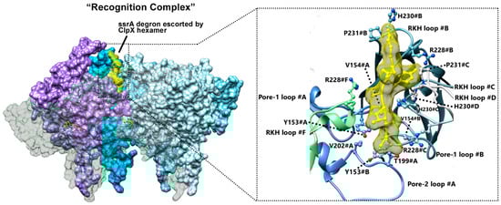 Recent Advances in the Structural Studies of the Proteolytic ClpP/ClpX Molecular Machine | MDPI