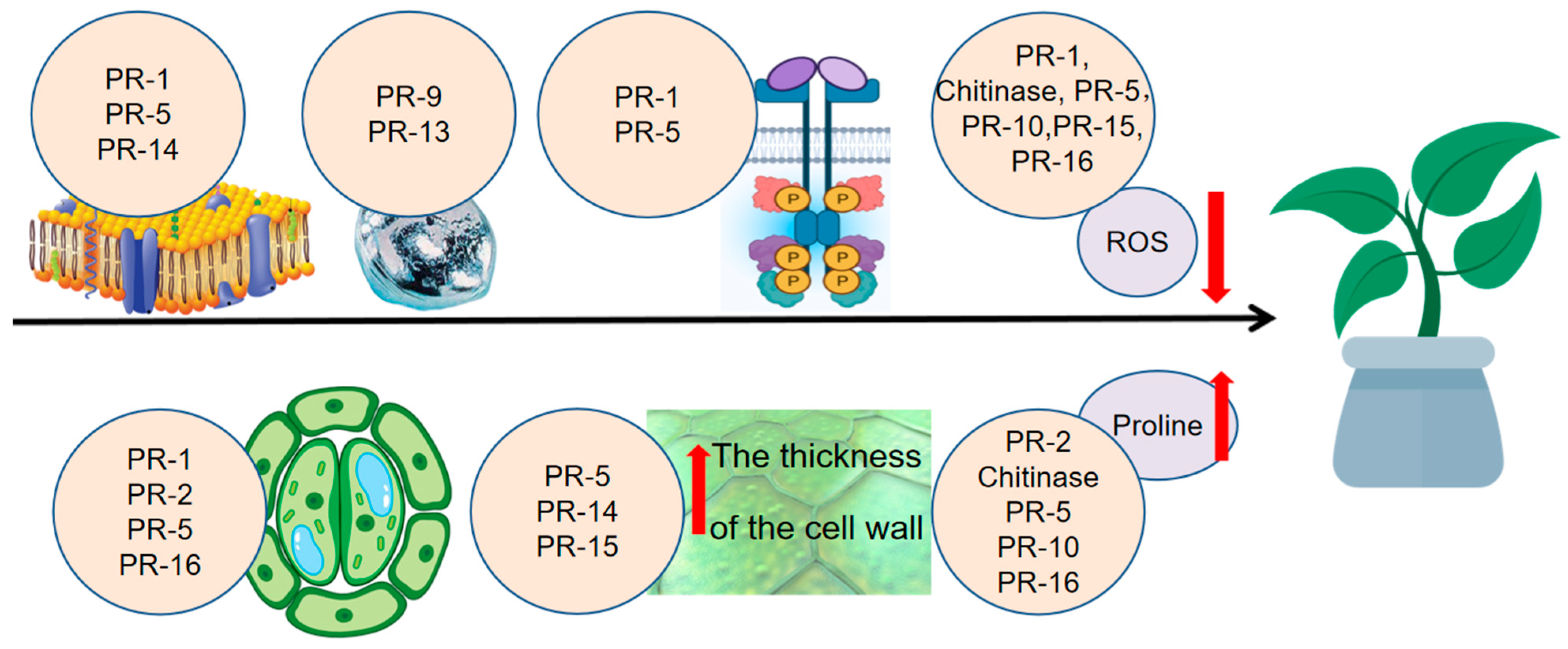 Involvement of Pathogenesis-Related Proteins and Their Roles in Abiotic ...